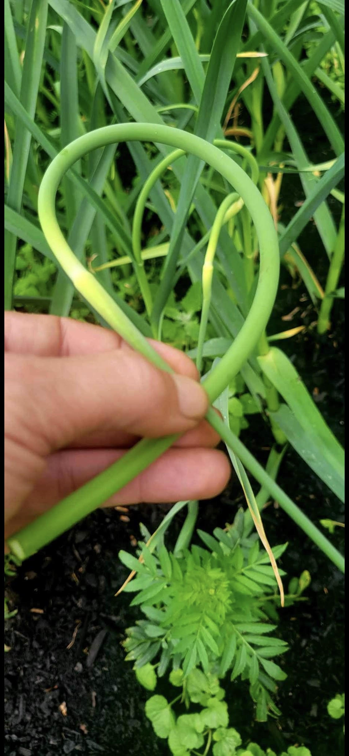 scapes – Fresh Garlic.ca